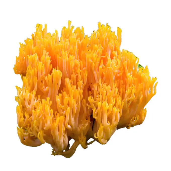Ciuperci Enoki 100g - Frisco.ro